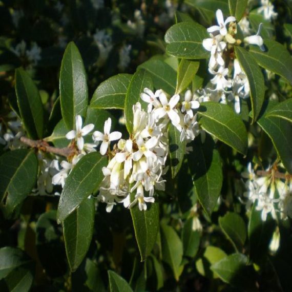 Osmanto - Vivai Lazzaro